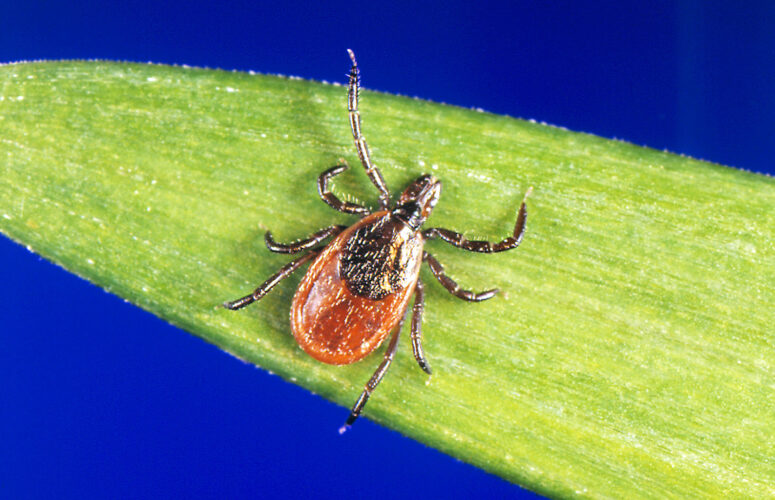 Ticking all the boxes: Mild winter, other factors could boost tick ...